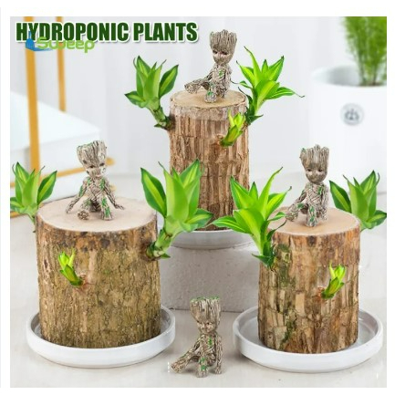 Fortune 发财 Tall Mini Brazilian Wood Potted Clean Air Lucky Wood Potted Hydroponic Stump Desk ...