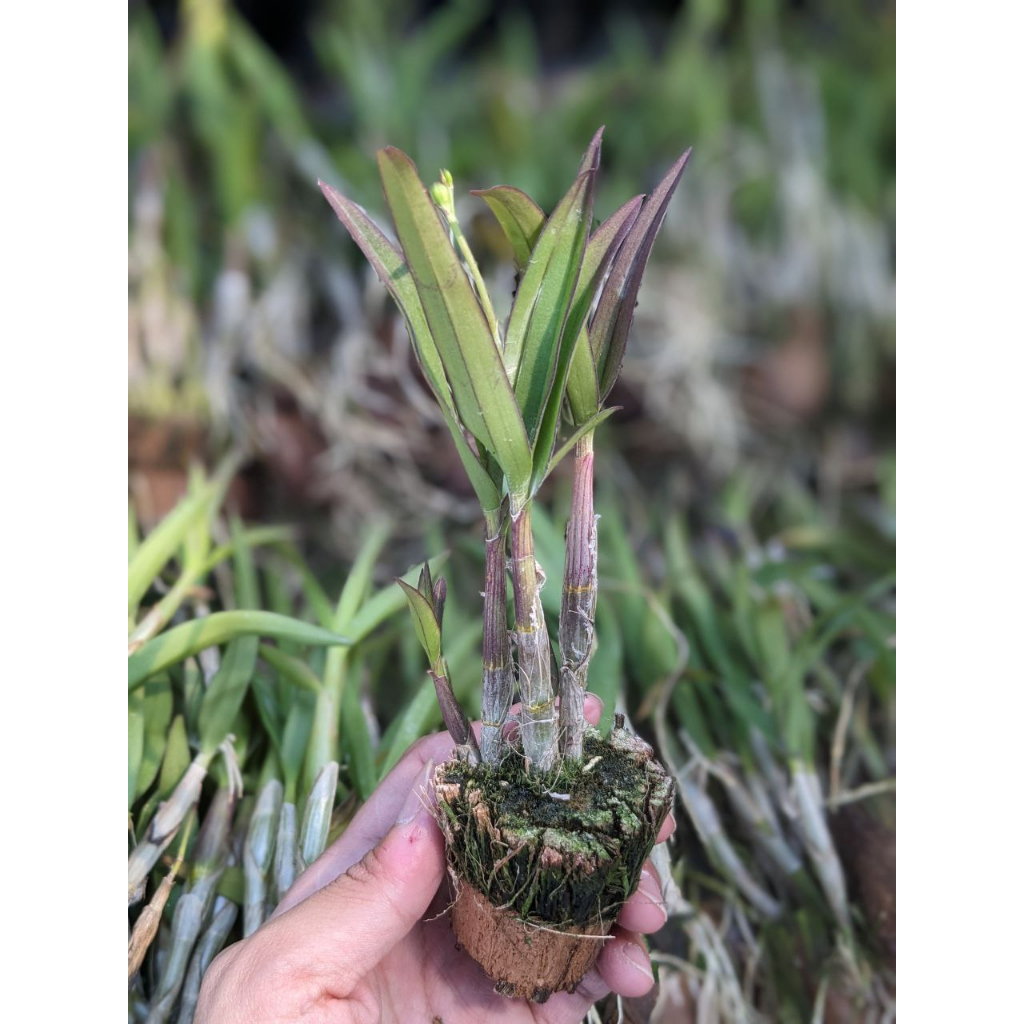 Mini Dendrobium Orchid - Beautiful Plant | Shopee Singapore