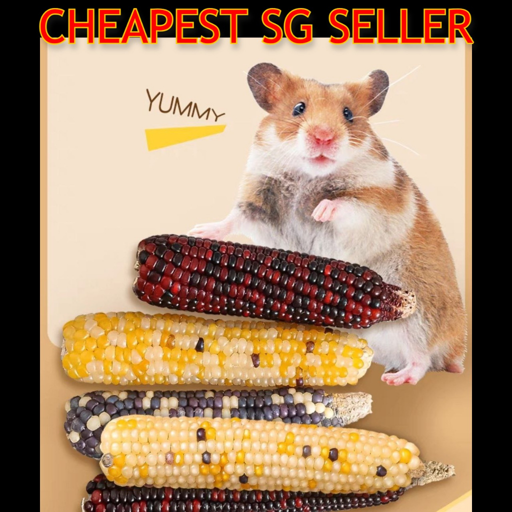 🌽 SG Seller 🌽 Hamster Mini Corn Cob - Hamster Treat ( Small Pet Food ...