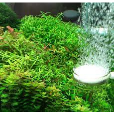 ADA POLLEN GLASS BETTLE CO2 DIFFUSER 40 DIA | Shopee Singapore