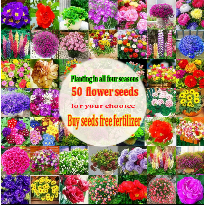【SG stock】50varieties flowerseeds Rose bloom continuously in four ...