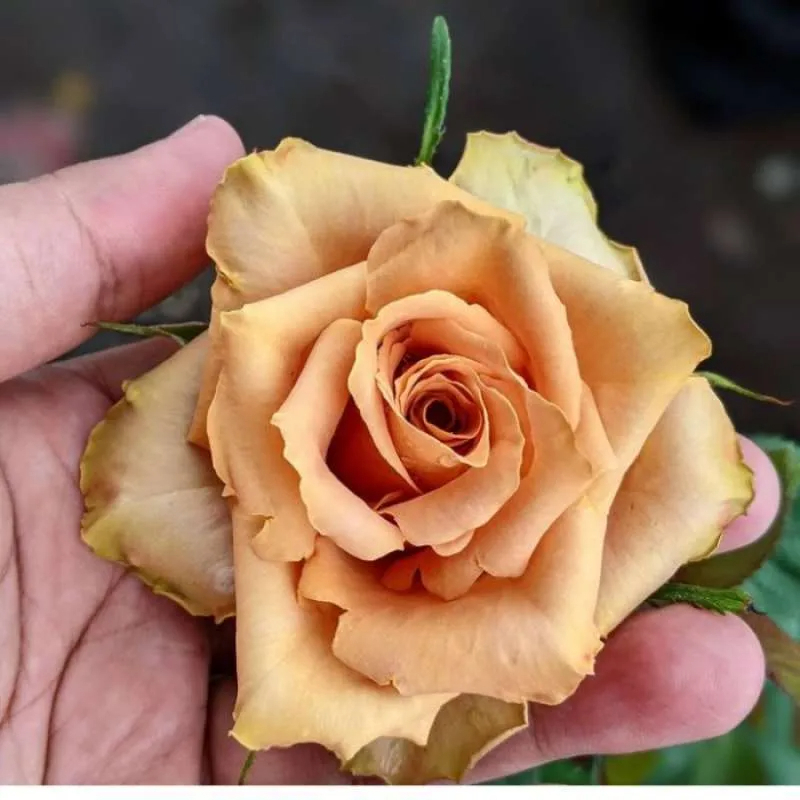 Hybrid Tea Rose ( Brown Flower ) : Exquisite Blooms for Elegance and ...