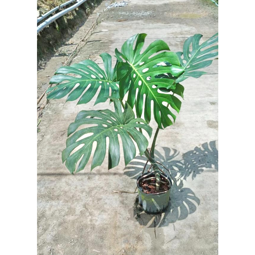 Monstera Plant Hydroponic Plant XL - Fresh Gardening Indoor Plant ...