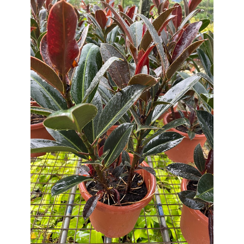 Ficus Elastica ‘Melany’ / Rubber Plant "Mangrove" real live plant free ...