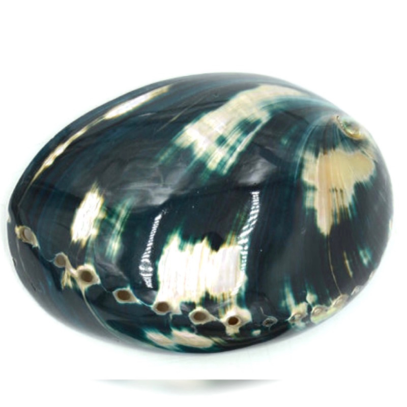 100% Polished Mexican Black Abalone Shell (RARE!) | Shopee Singapore