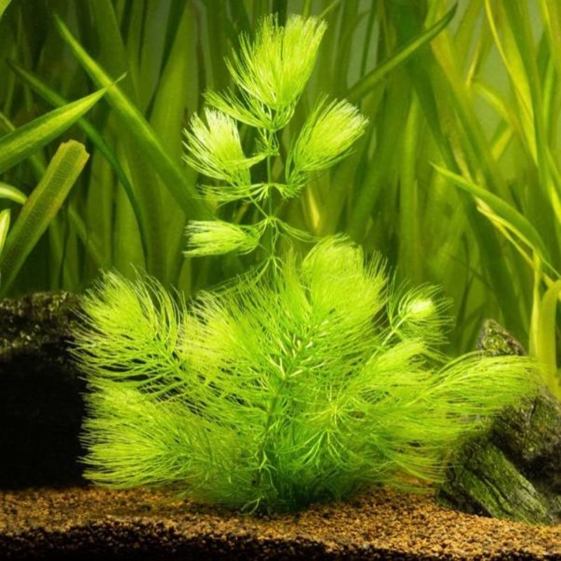 (Live Underwater Plant) Hornwort Ceratophyllum demersum Coontail (12cm ...