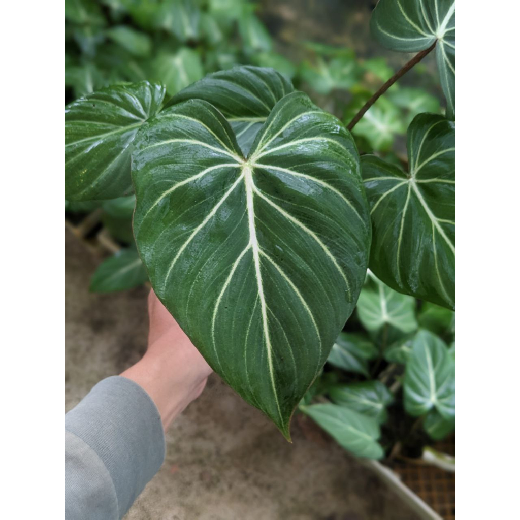 Philodendron Gloriosum Zebra - Beautiful and Elegant Fuss Free House ...