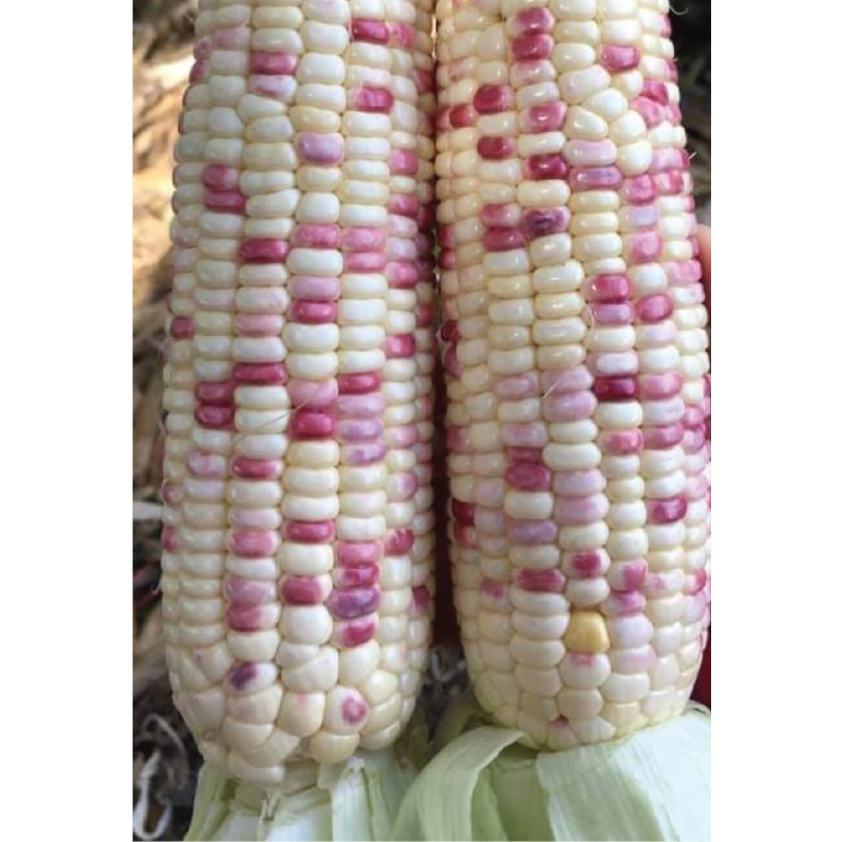 15 Purple | Yellow | Pearly White | Mixed Purple White Sweet | Waxy ...