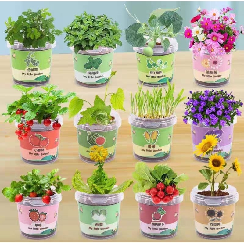[SG Seller] Children's planting small potted mini plant growth ...