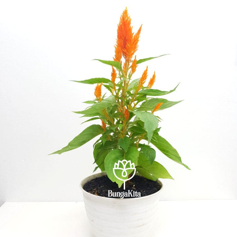 Sindo - Vibrant Orange Celosia Plumosa A Burst of Color for Your Garden ...