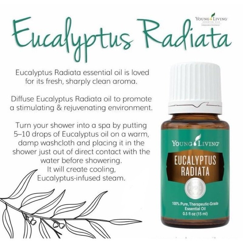 100 Original Young Living Eucalyptus Radiata Pure Essential Oil Blend 15ml Shopee Singapore