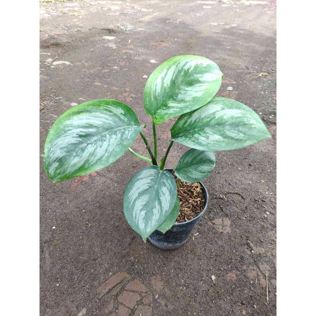 Scindapsus Officinalis - Gardening Indoor Plant Outdoor Plants for Home ...