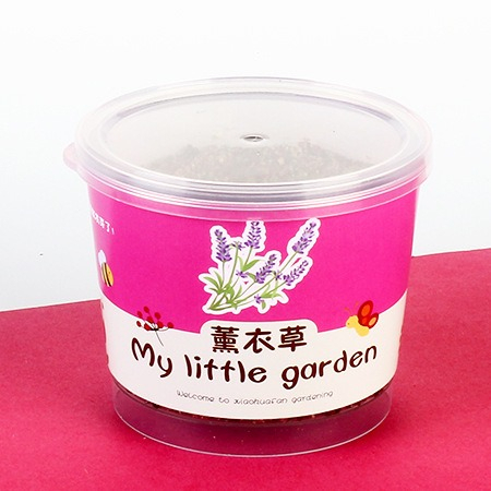 [SG] DIY Mini Plant Kit for Kids My Little Garden Series Easy to Grow ...