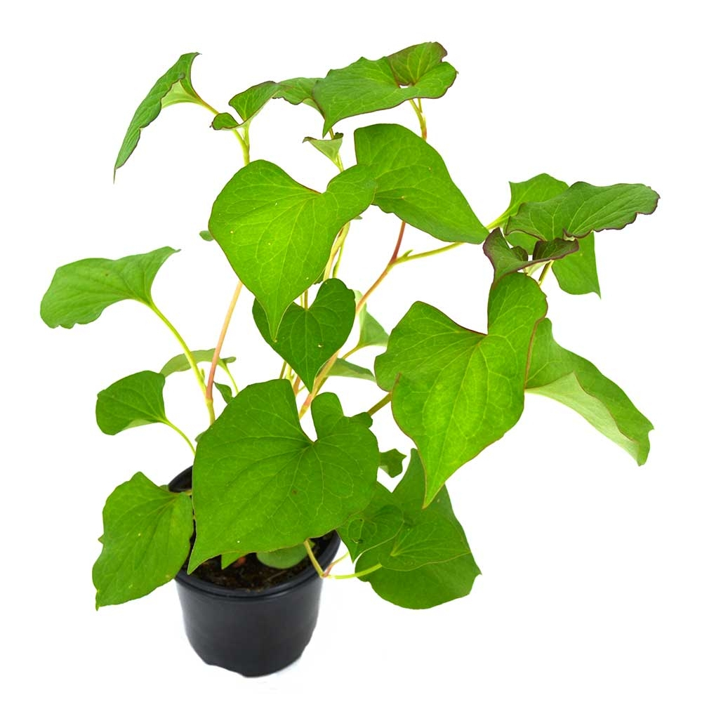 Fish Mint Houttuynia Cordata Lizard Tail, 鱼腥草，Vietnamese Fish Mint ...
