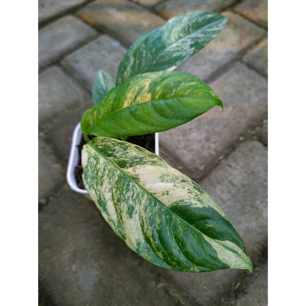 Variegated Rhaphidophora Puberula: Nature's Brushstrokes of Elegance ...