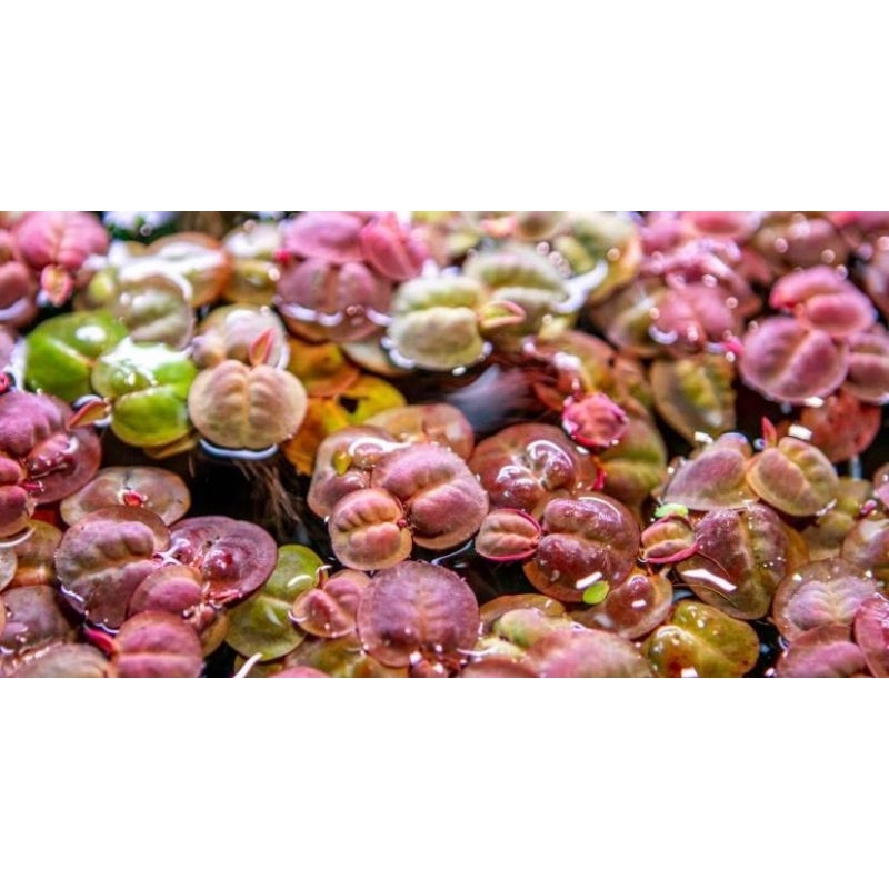 (Live Floating Plant) Red Root Floater // Phyllanthus Fluitans (6cm X ...