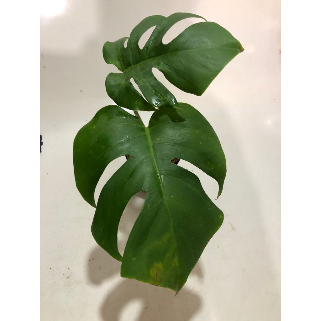 Monstera Deliciosa Brazilian Form - The Exotic Houseplant for Tropical ...
