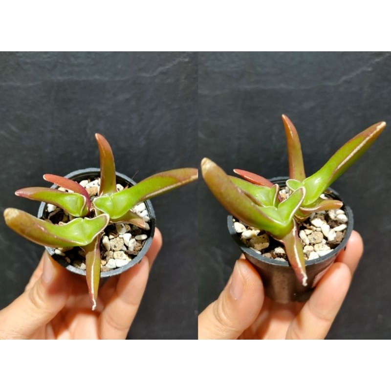 Succulents-Unique & Rare Succulents Plants Collection_Echeveria /Grapto ...