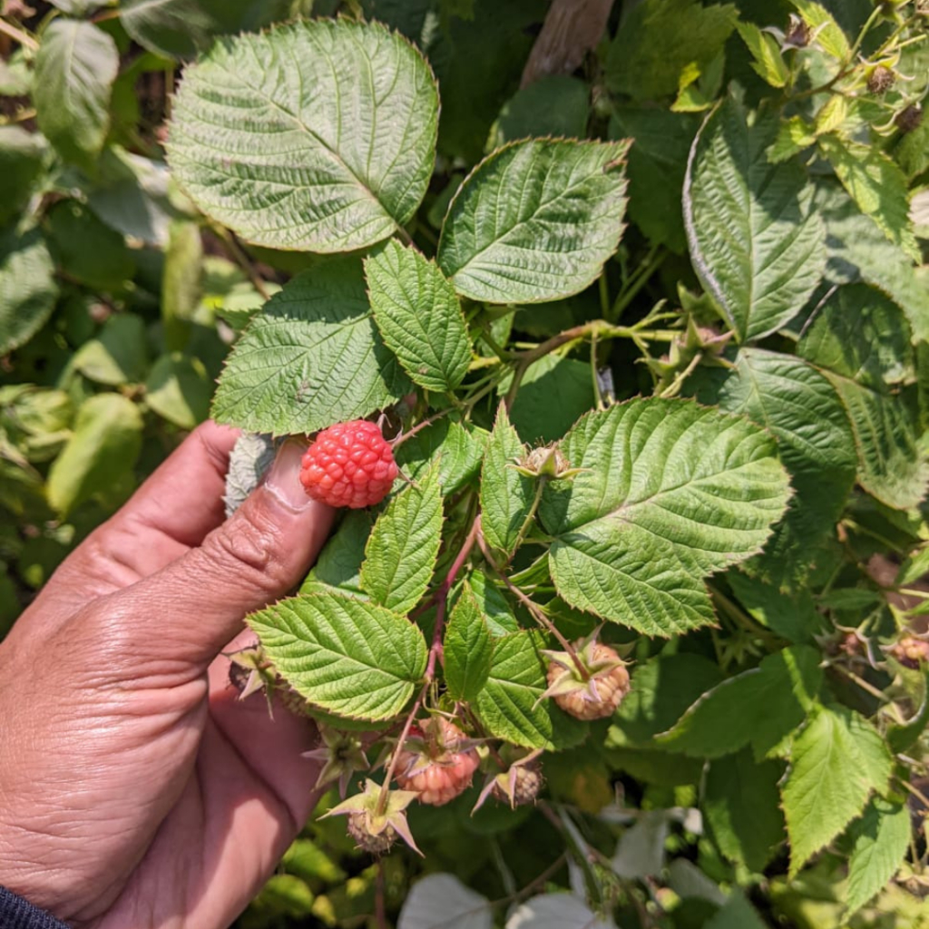 Red Raspberry ( Rubus Idaeus ): Experience the Juicy Delights of Rubus ...