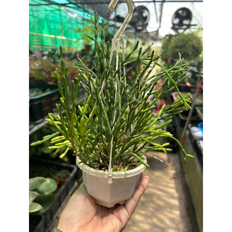 Rhipsalis baccifera (Mistletoe Cactus) in 10cm hanging pot | Shopee ...
