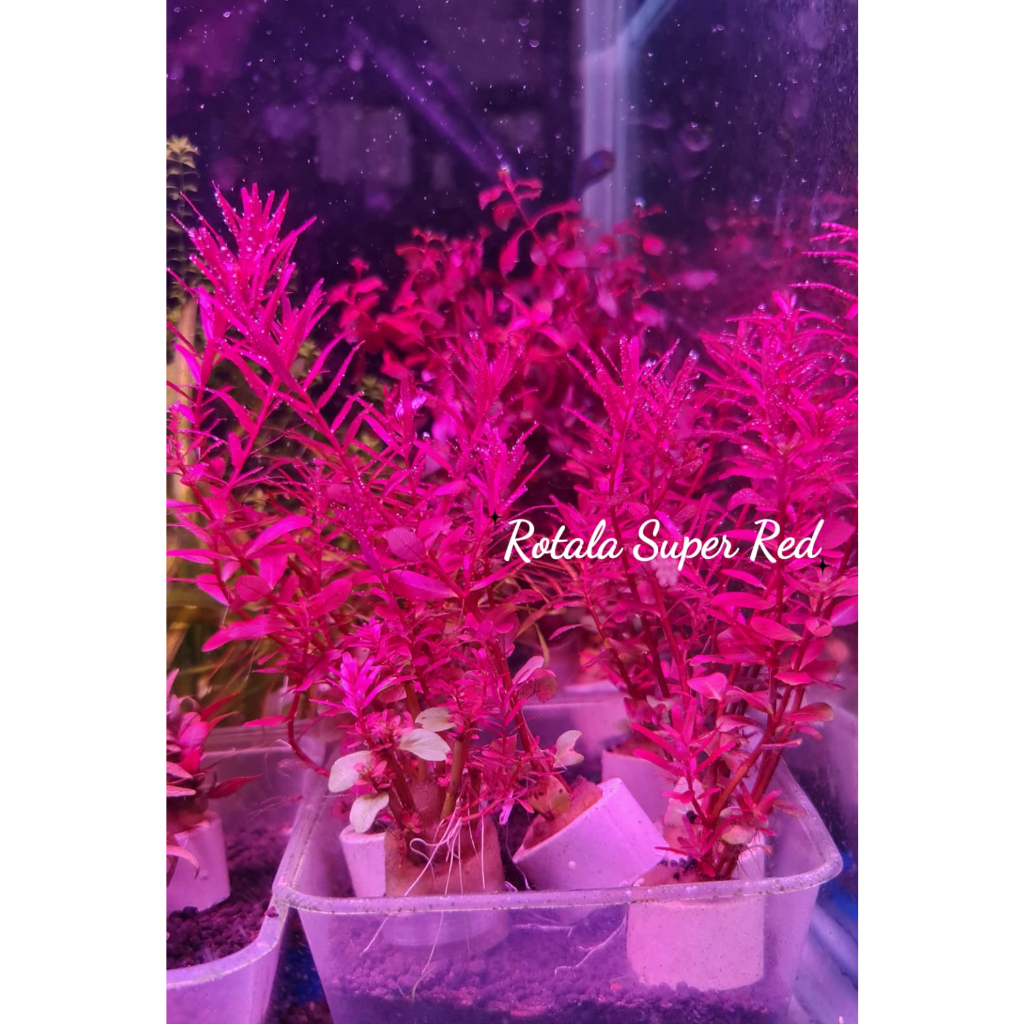 [Live Aquatic Plant] Rotala Super Red (in ring) | Shopee Singapore