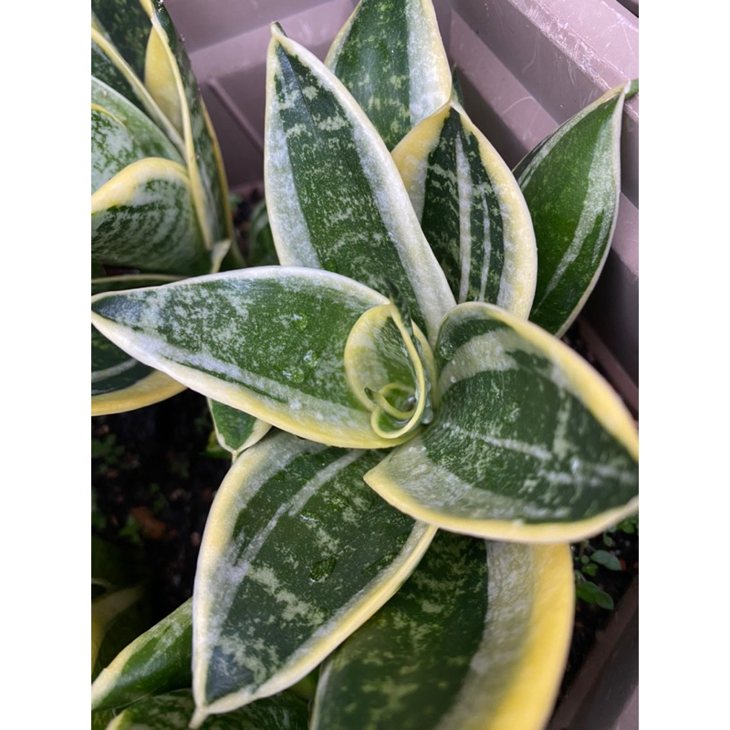 Sansevieria Trifasciata Golden Hahnii or DWARF Snake plant. 1 plant for ...