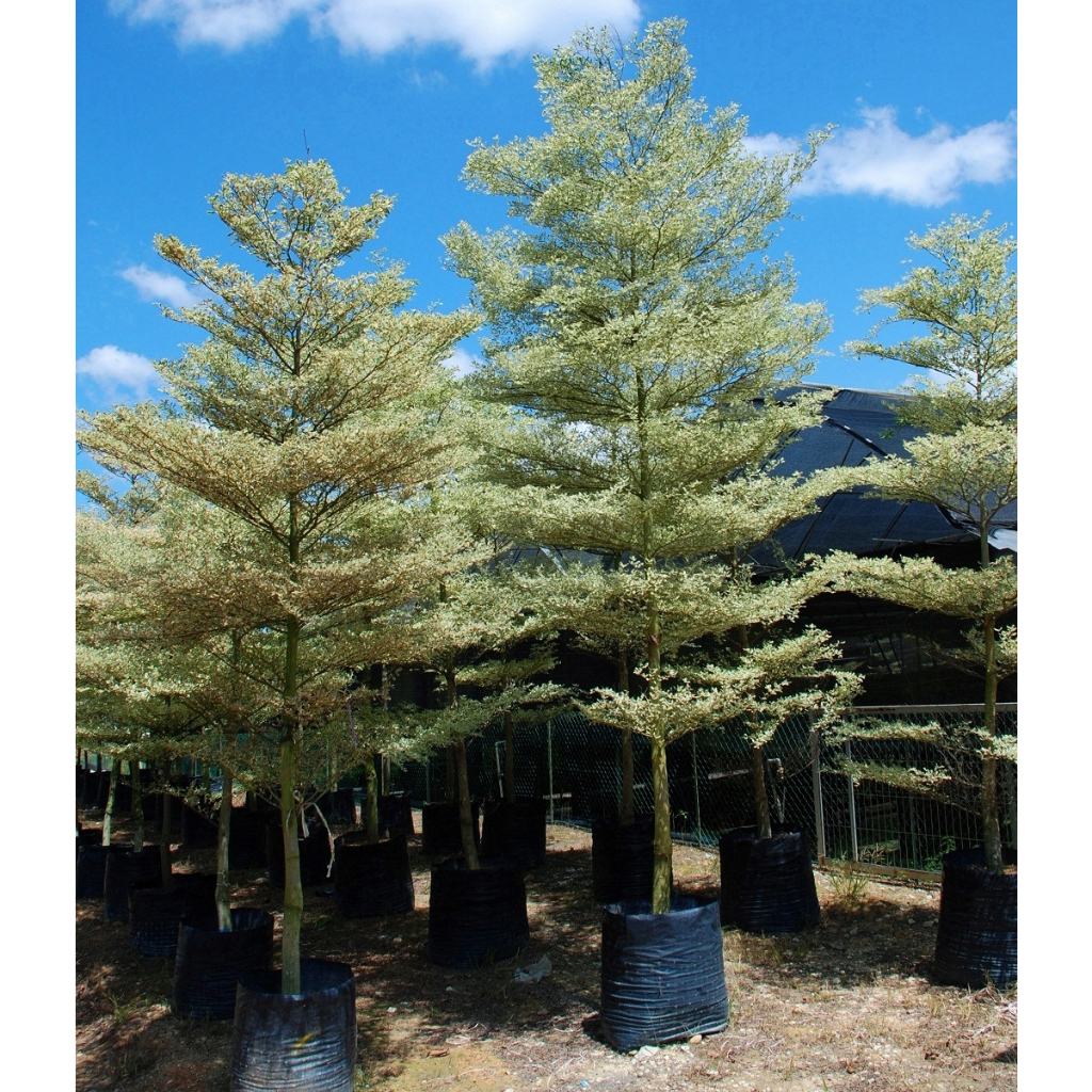 Sindo - Graceful Beauty Terminalia Mantaly Variegated, the Majestic ...