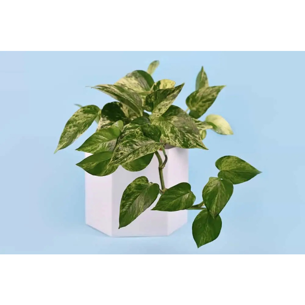 Epipremnum Aureum Marble Queen Plant - Fresh Gardening Indoor Plant ...