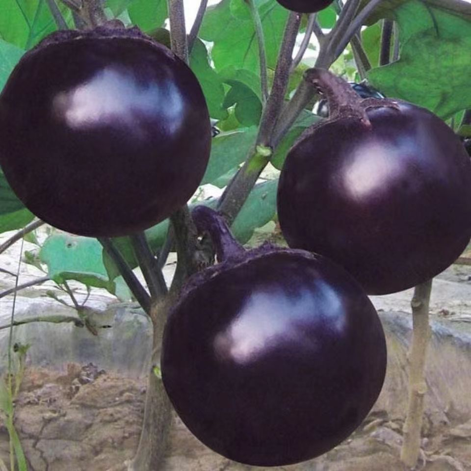 【Buy3 free 1】3000pcs Vegetable plants Seeds fruit seeds organic seeds ...