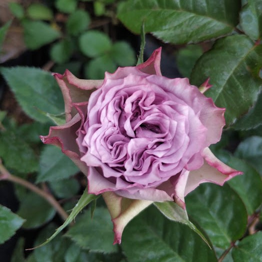 English Rose Collection ( Purple Flower ) : Timeless Elegance for Your ...
