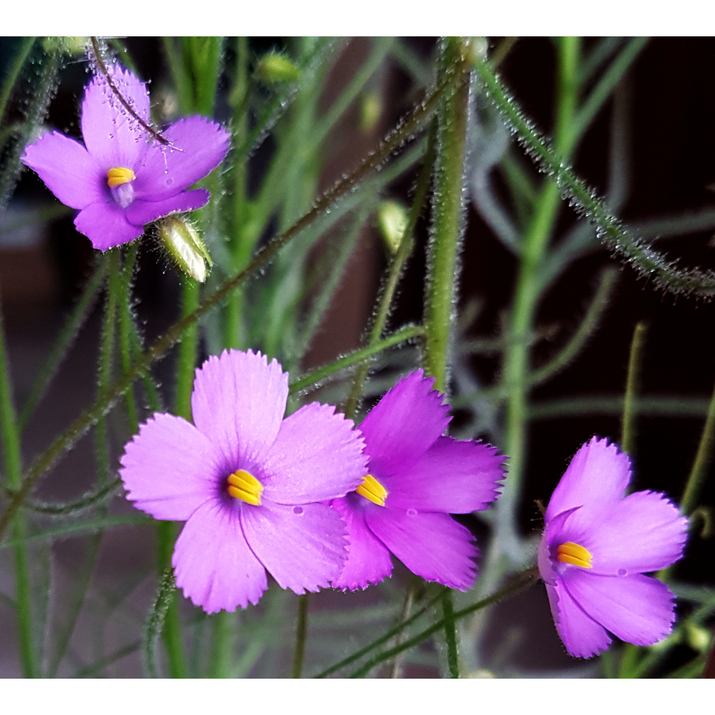 10 Byblis guehoi Seeds, GA3 for Germination, Rare Carnivorous Plant ...