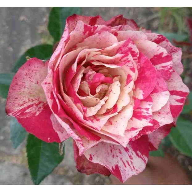 Hybrid Tea Rose ( Candy Pink Flower ) : Exquisite Blooms for Elegance ...