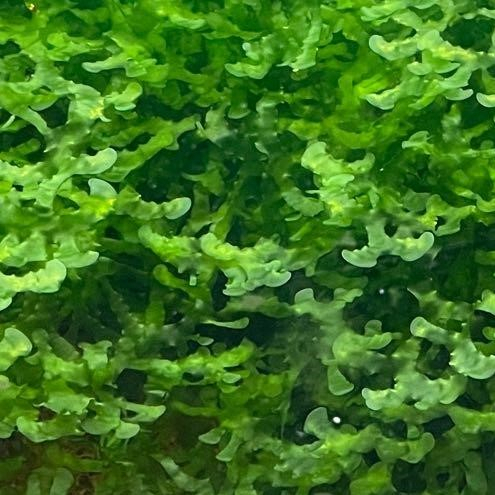 SG READY STOCK | Java Moss Mini Pelia US Fissiden Thai Fissiden Moss ...