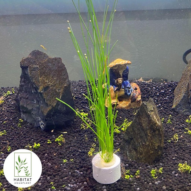 Eleocharis Montevidensis Fresh Live Aquarium Aquatic Plants | Shopee ...