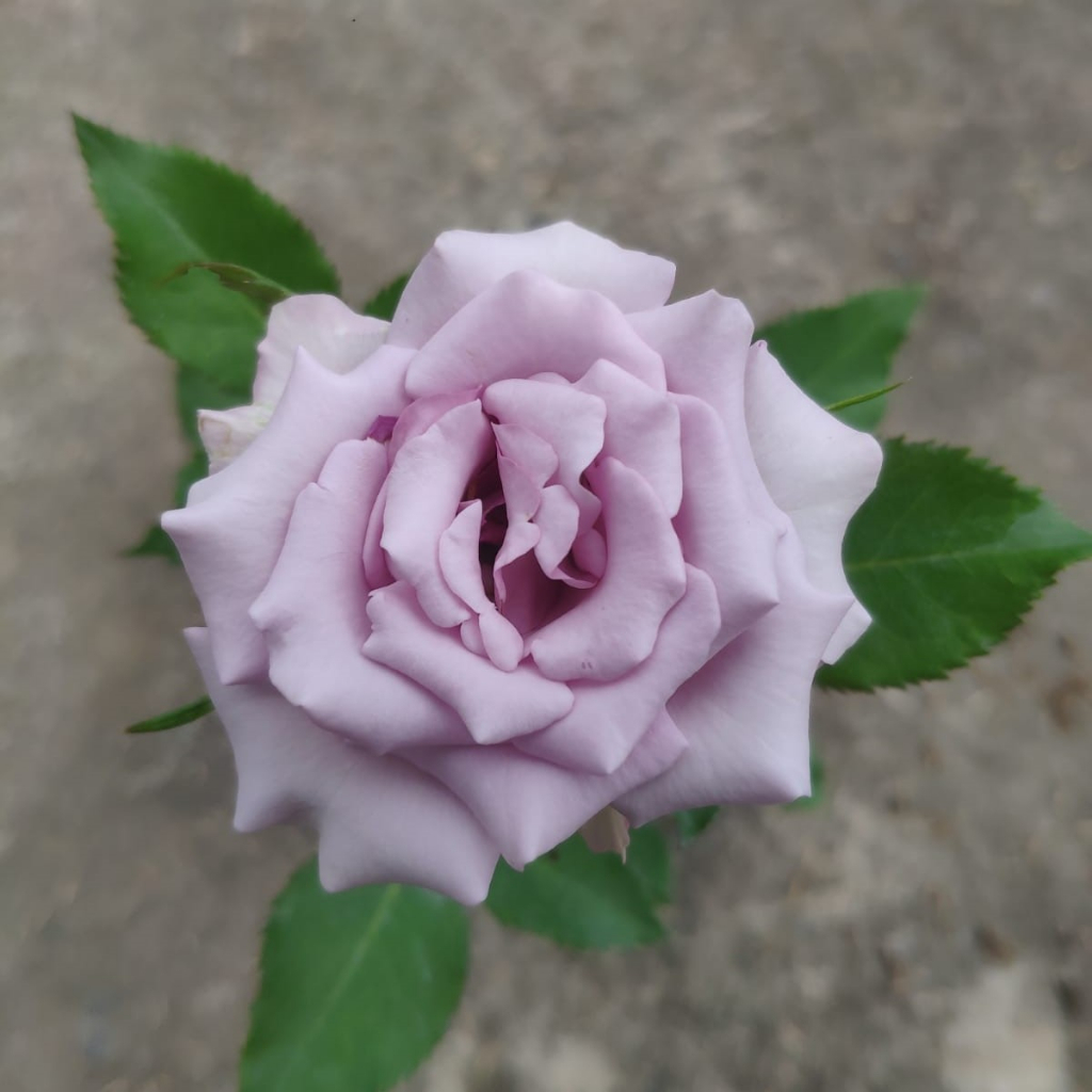 Hybrid Tea Rose ( Violet Flower ) : Exquisite Blooms for Elegance and ...