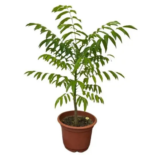 Spondias dulcis, Balonglong, Kedondong, Great Hog Plum, Golden Apple (0 ...