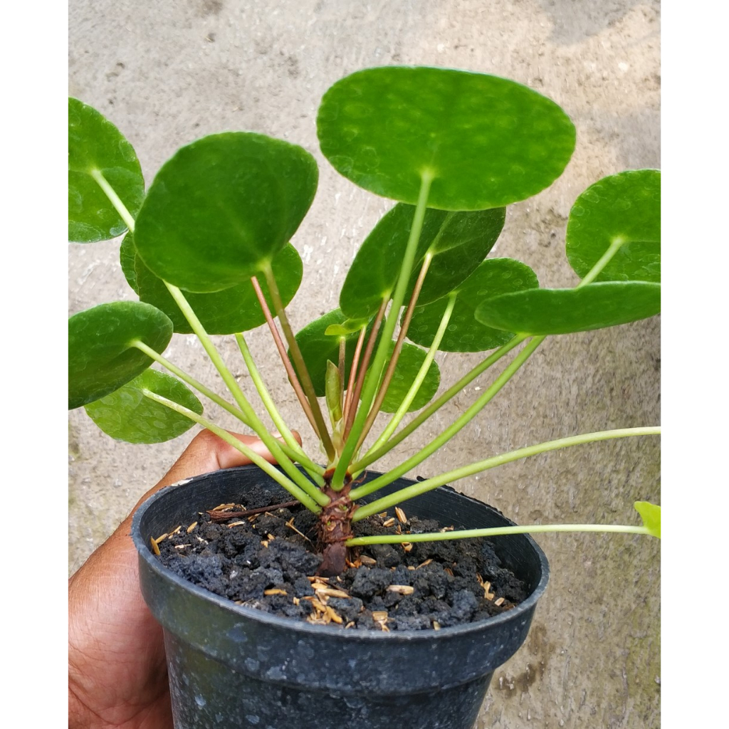 Joyful Coin Plant: Pilea peperomioides - Lively Greenery for Your ...