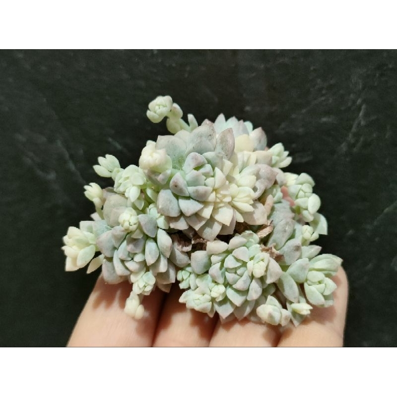 Succulents-Unique & Rare Succulents Plants Collection_Aeonium Echeveria ...
