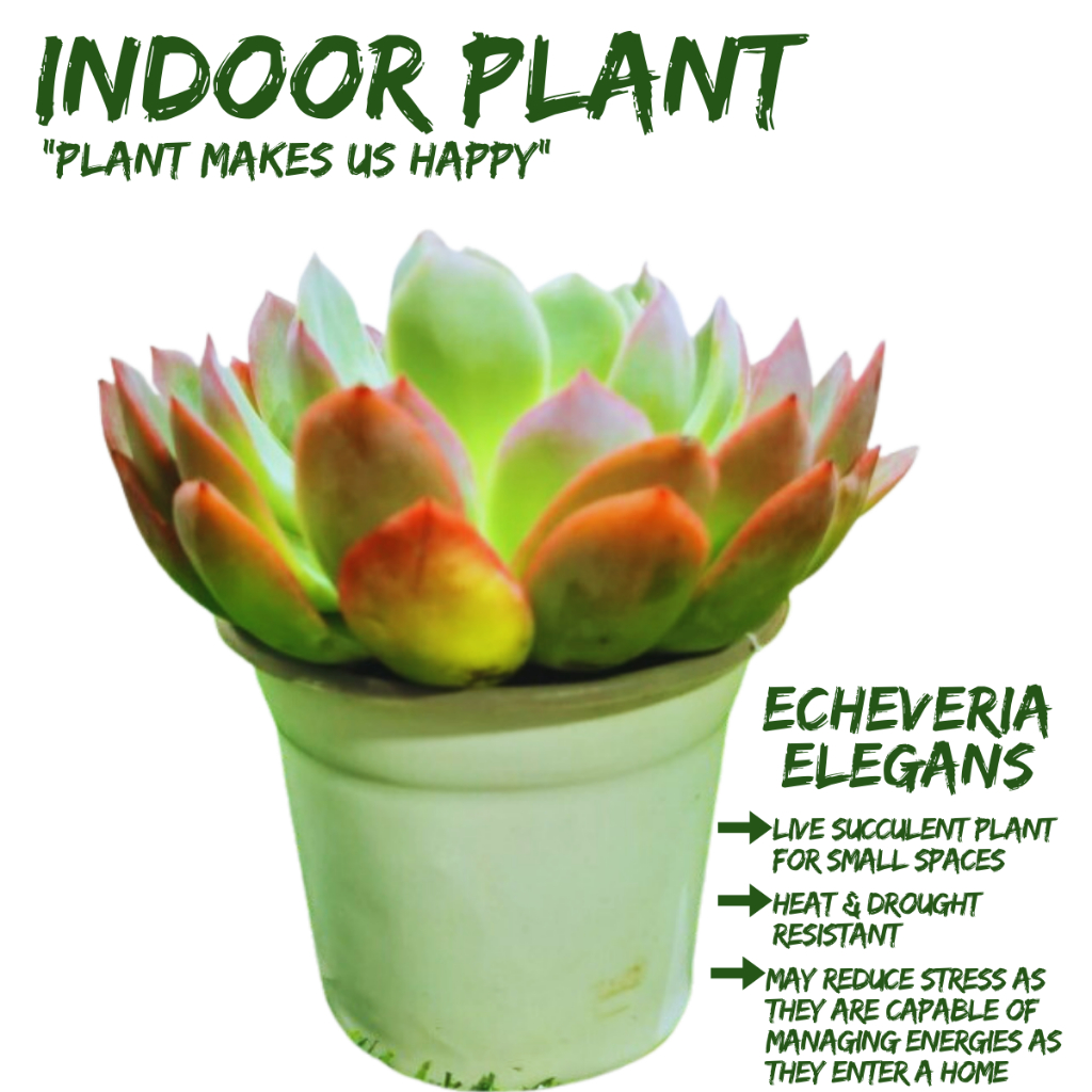 [Local Seller] Echeveria elegans 'Abalone' Succulents Houseplant Indoor ...