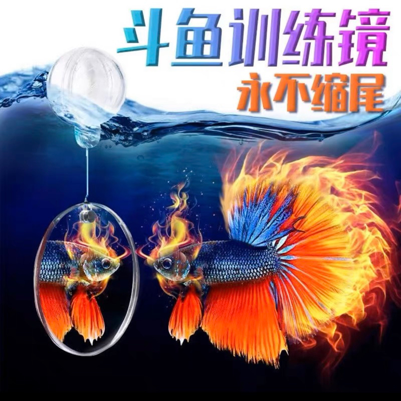 SG READY STOCK | Betta Fighting Mirror Luo Han Flowerhorn Channa ...