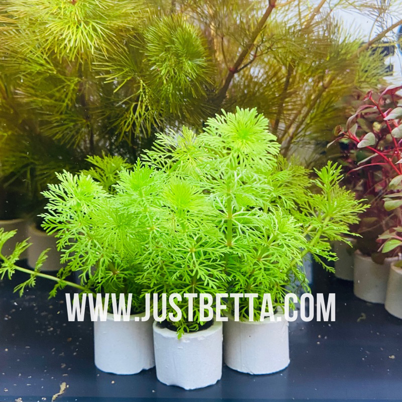 Limnophila Sessiliflora in Ring (5-10cm) - Live Aquatic Plant - Dwarf ...