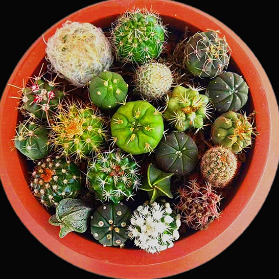 Cactus seedlings mini ball seedlings succulent plants potted cactus ...