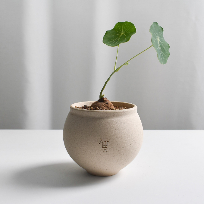 Stephania Erecta in Aube ((Delivered upright by car) | Shopee Singapore