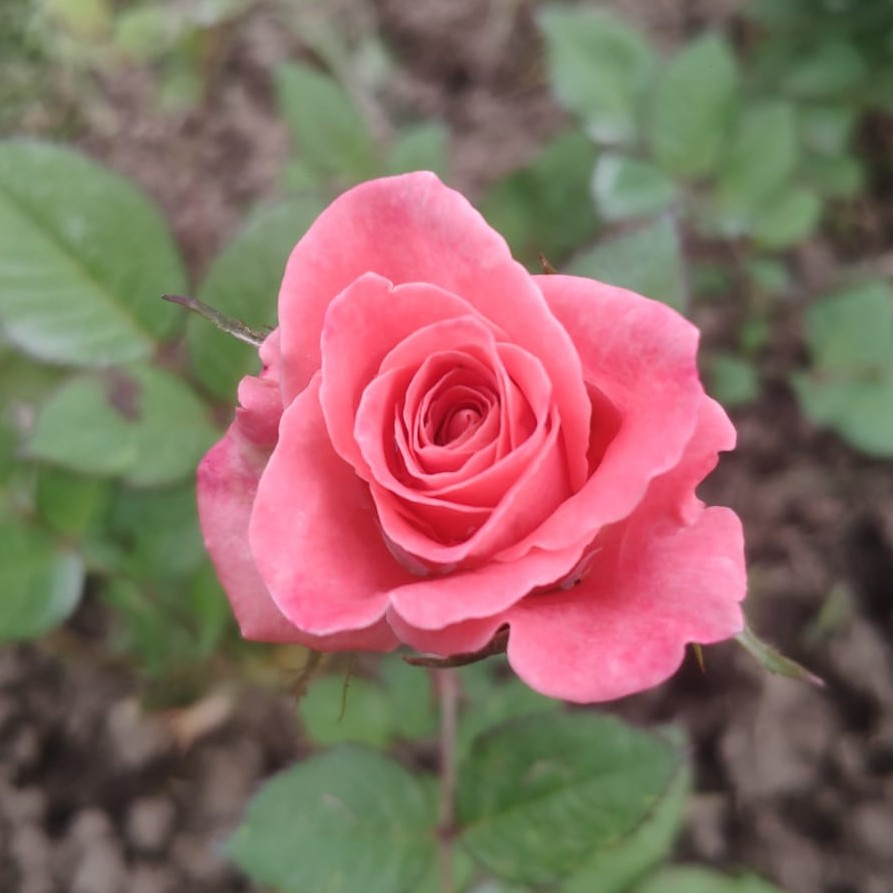 Hybrid Tea Rose ( Peach Flower ) : Exquisite Blooms for Elegance and ...