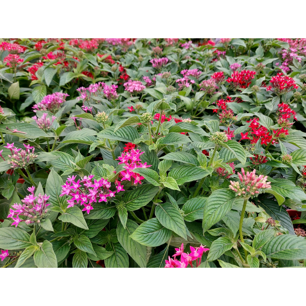 Pentas Lanceolata Egyptian Star Cluster Indoor House Home Flowering ...
