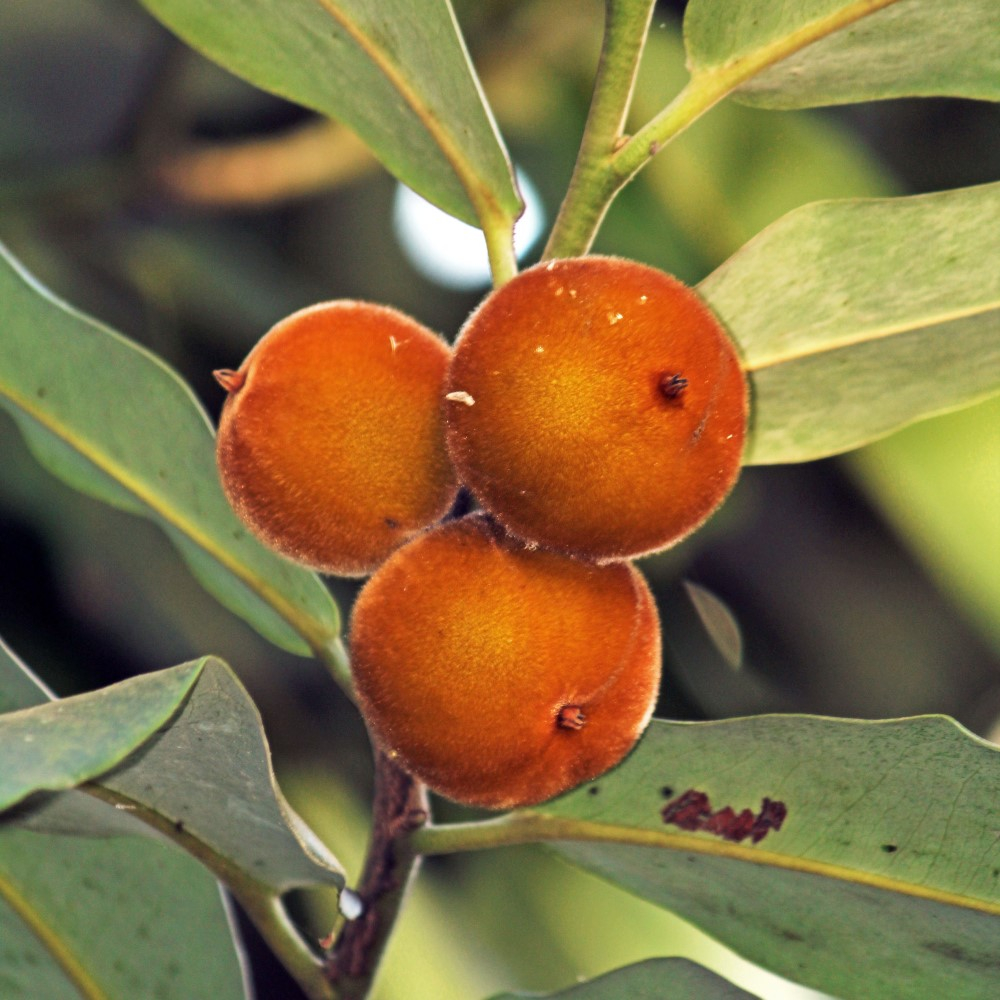 Velvet Apple ( Diospyros blancoi ) : Exquisite Velvet Apple Tree for a ...