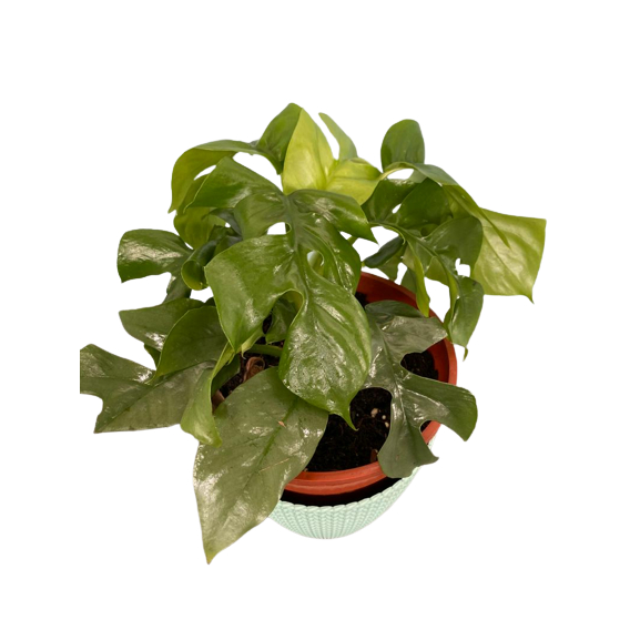 Rhapidophora tertrasperma/ Mini Monstera / Dwarf Monstera ...