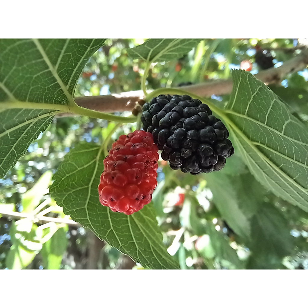 Sindo - Morus The Fruitful Delight of the Morus Fruit Plant | Shopee ...