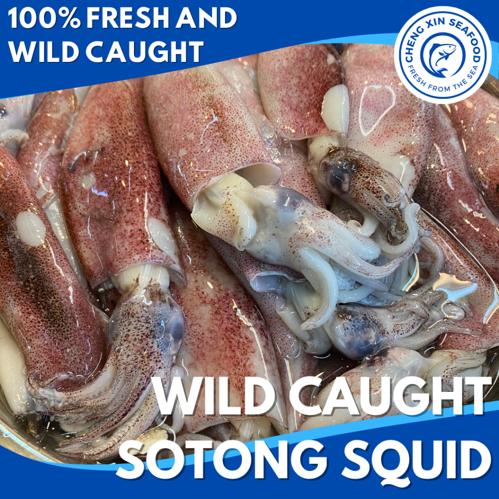 [Cheng Xin Seafood] Wild-Caught Fresh Sotong Squid 苏东 (500g) | Shopee ...