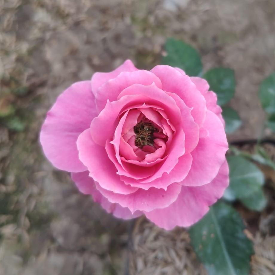 Hybrid Tea Rose ( Pink Flower ) : Exquisite Blooms for Elegance and ...
